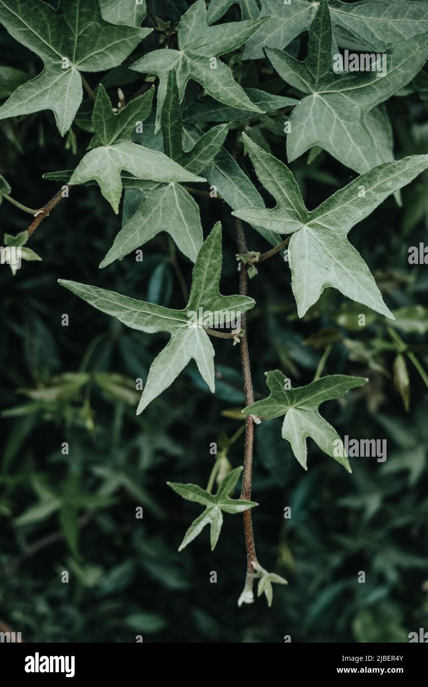 Star shaped leaves hi-res stock photography and images - Alamy