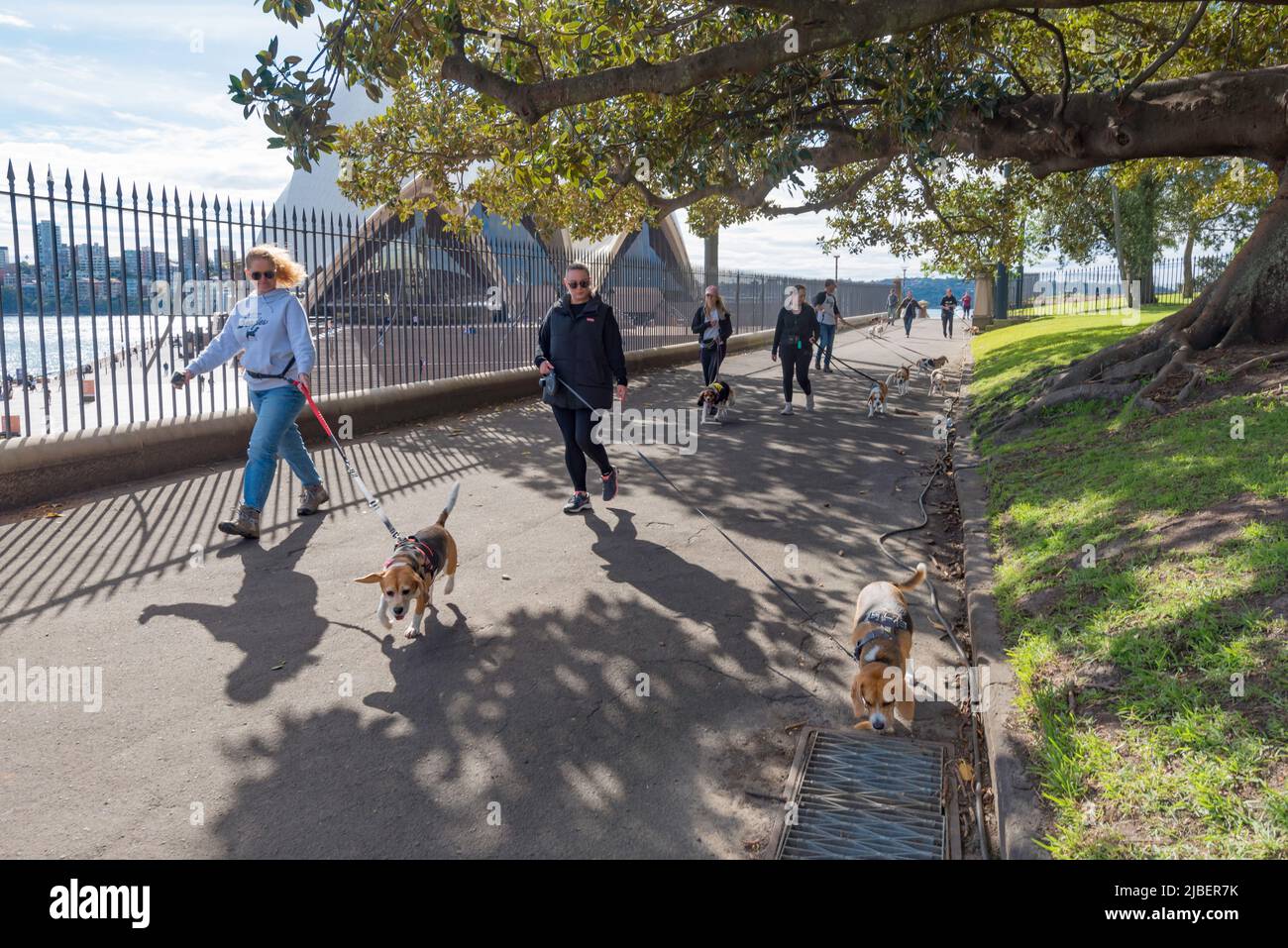 Members of the Western Sydney Beagle club walk their dogs on the ...