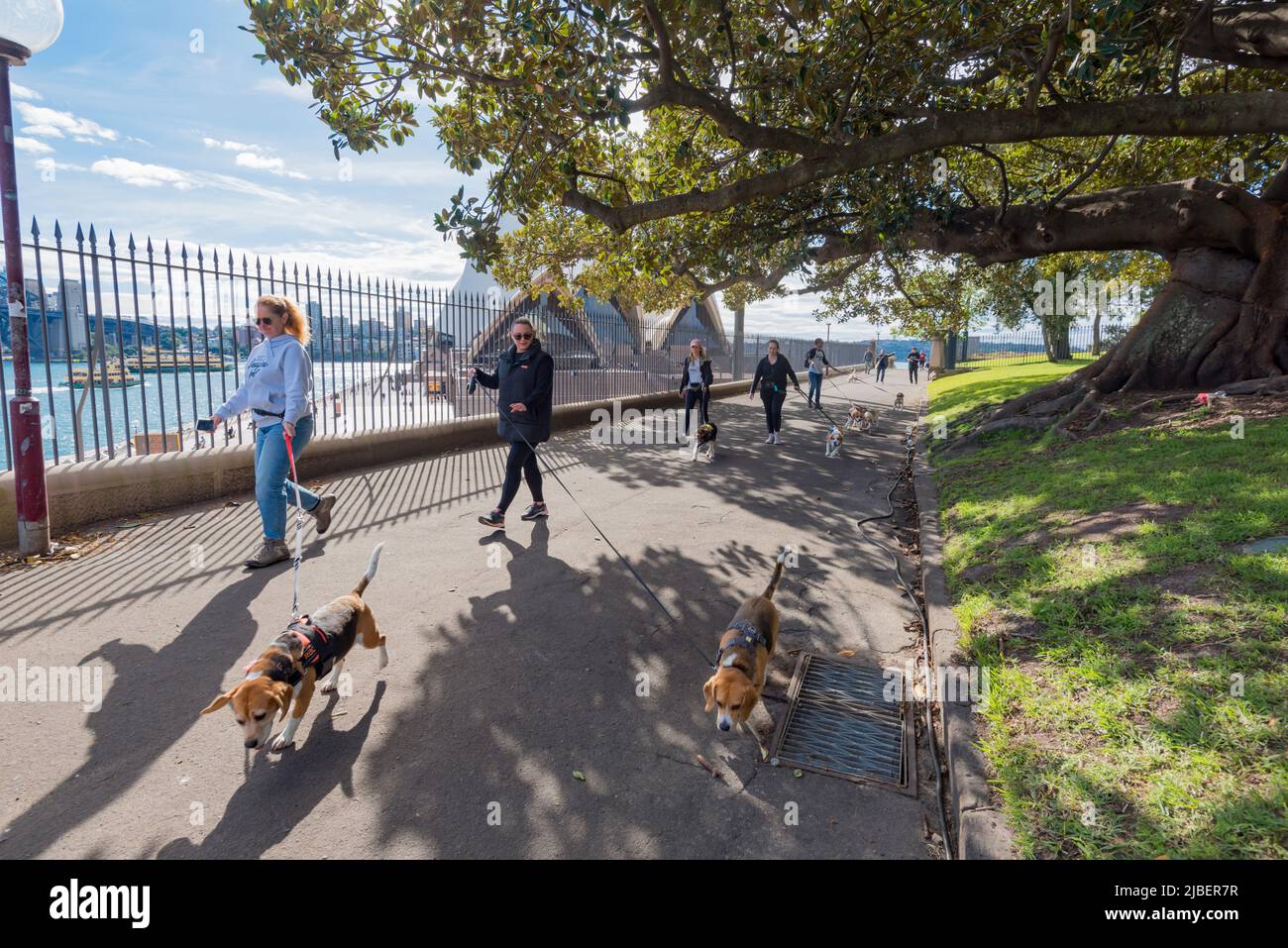 Members of the Western Sydney Beagle club walk their dogs on the ...