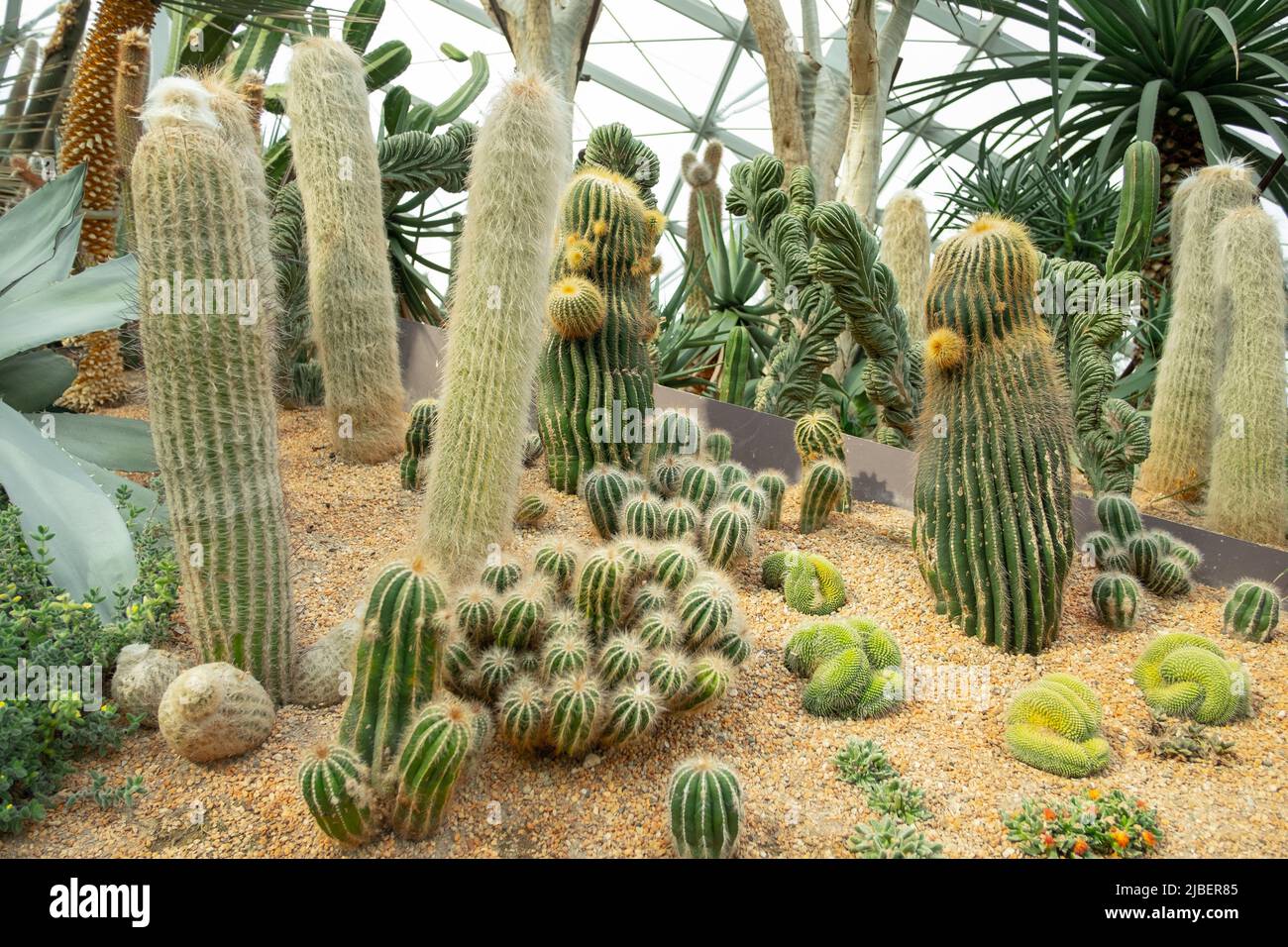 SINGAPORE - MAY 11, 2019: Cactus and succulents growing in the garden ...
