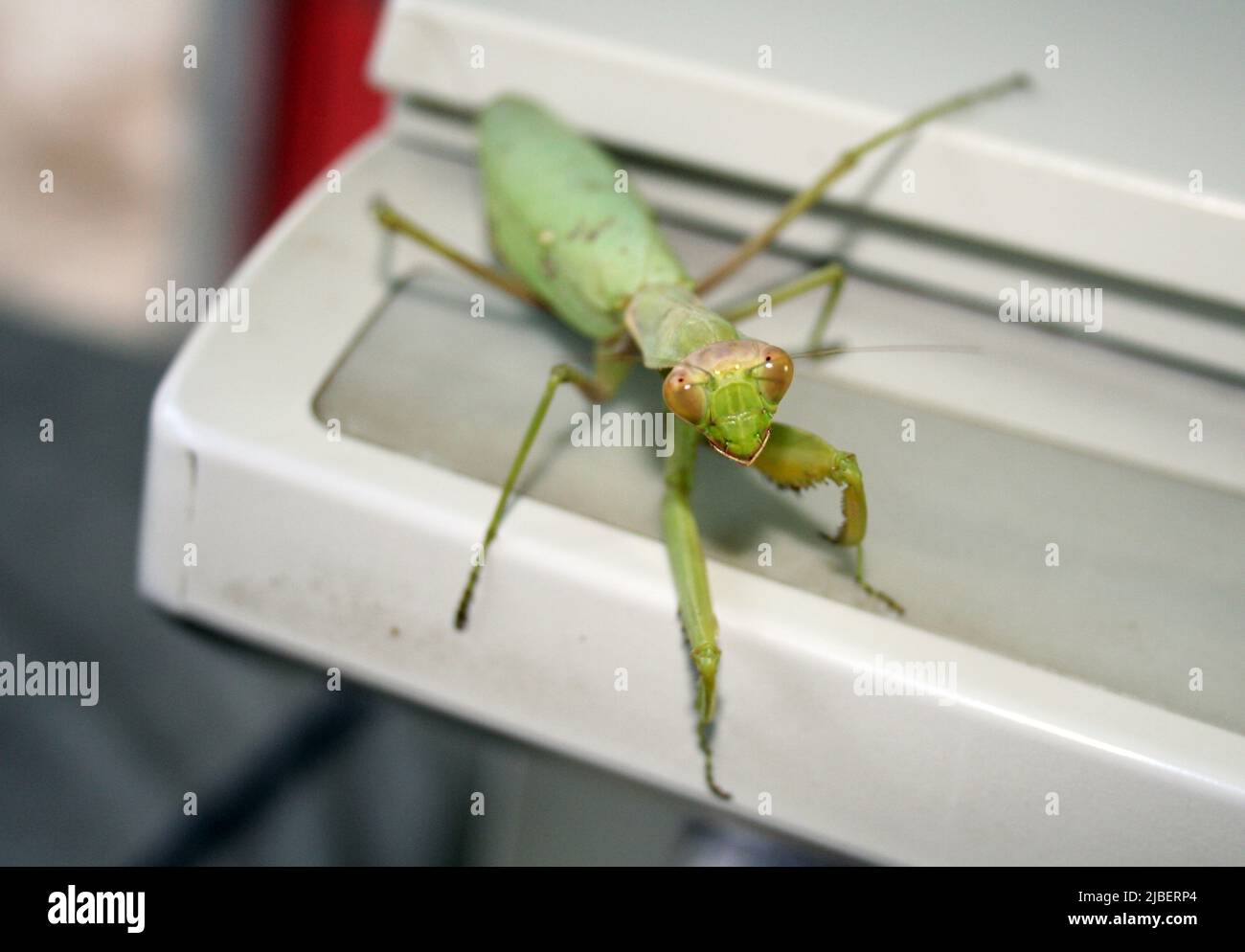 Bird eating mantis hi-res stock photography and images - Alamy