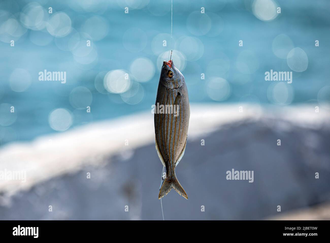 A view of a fish caught with a fishing rod. In Akyaka district of Mugla ...