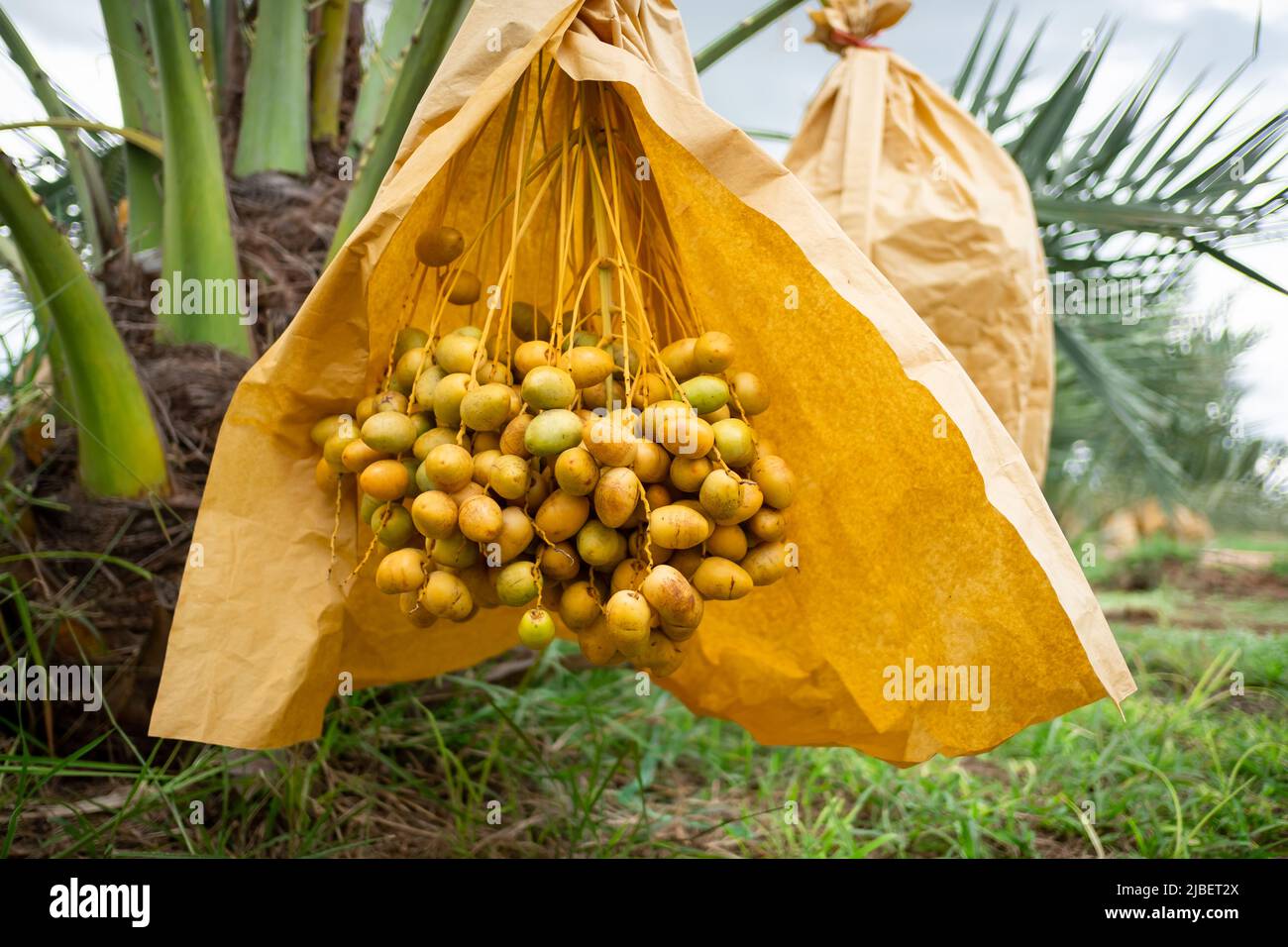 branches of date palms on palm tree in plantation in Thailand Stock ...