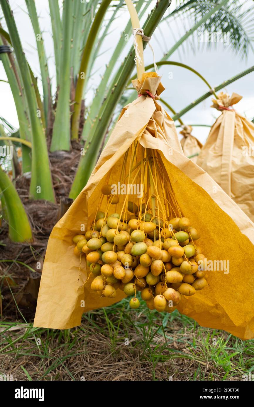 branches of date palms on palm tree in plantation in Thailand Stock ...