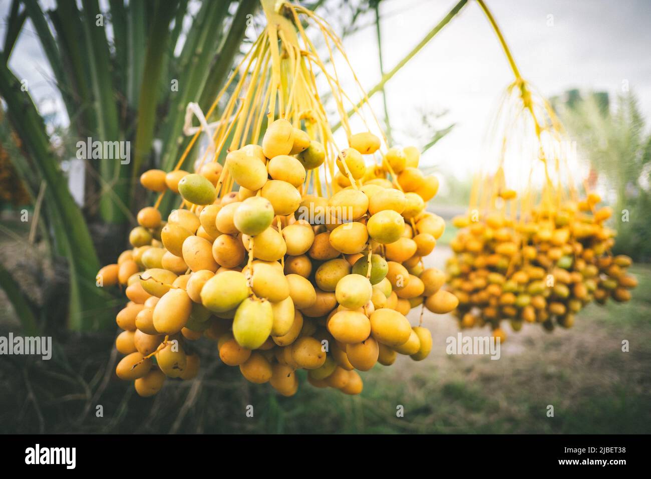 branches of date palms on palm tree in plantation in Thailand Stock ...
