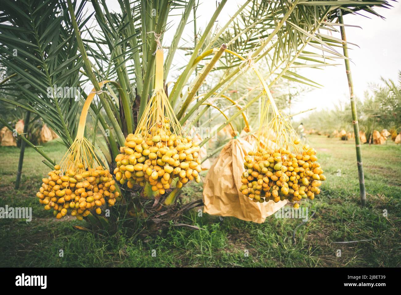 branches of date palms on palm tree in plantation in Thailand Stock ...