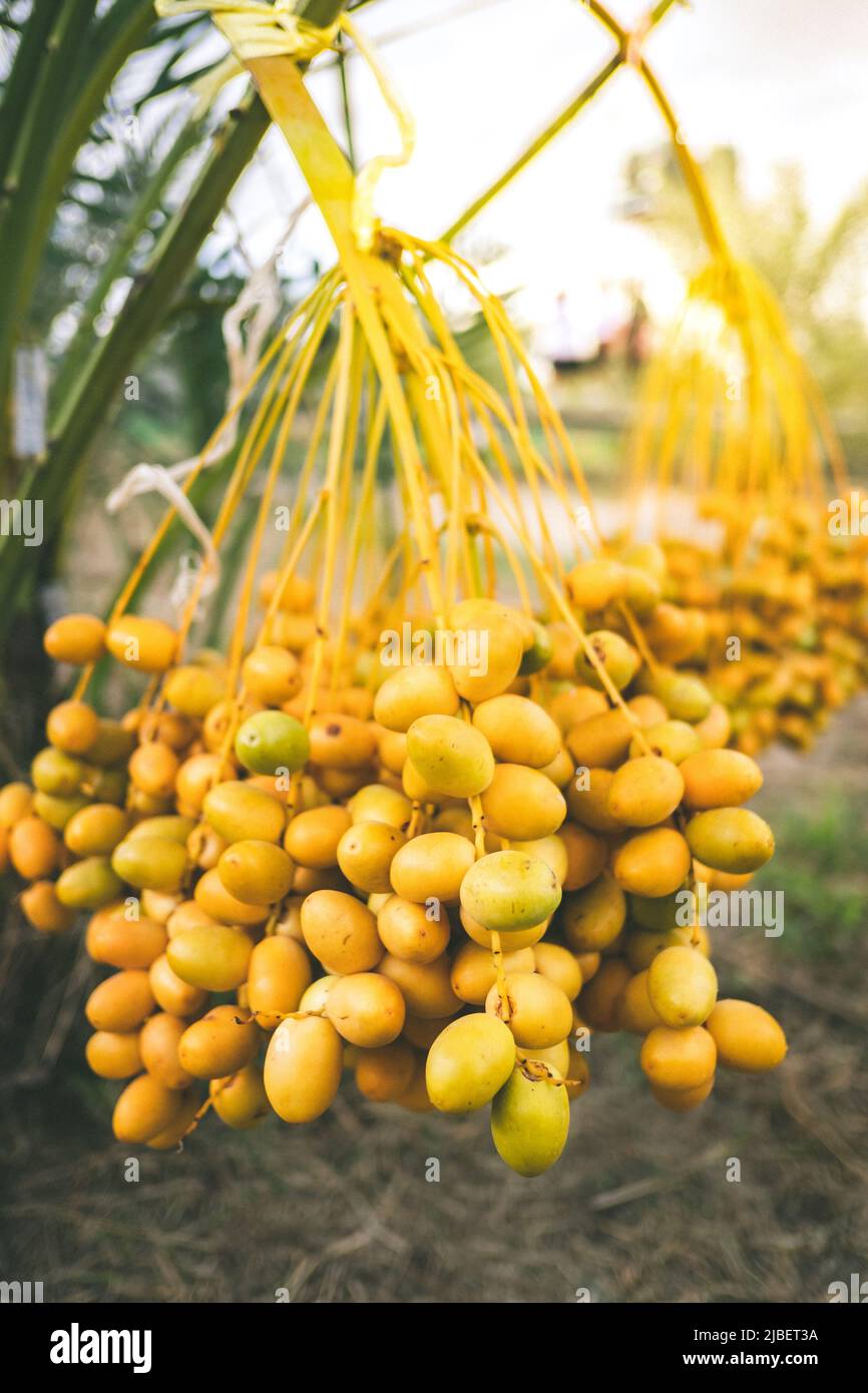 branches of date palms on palm tree in plantation in Thailand Stock ...