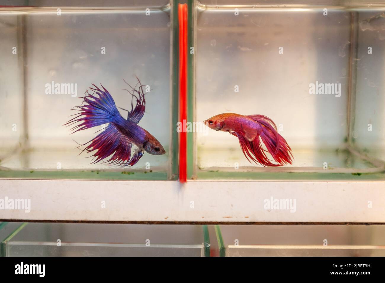 Different fish tanks hi-res stock photography and images - Alamy