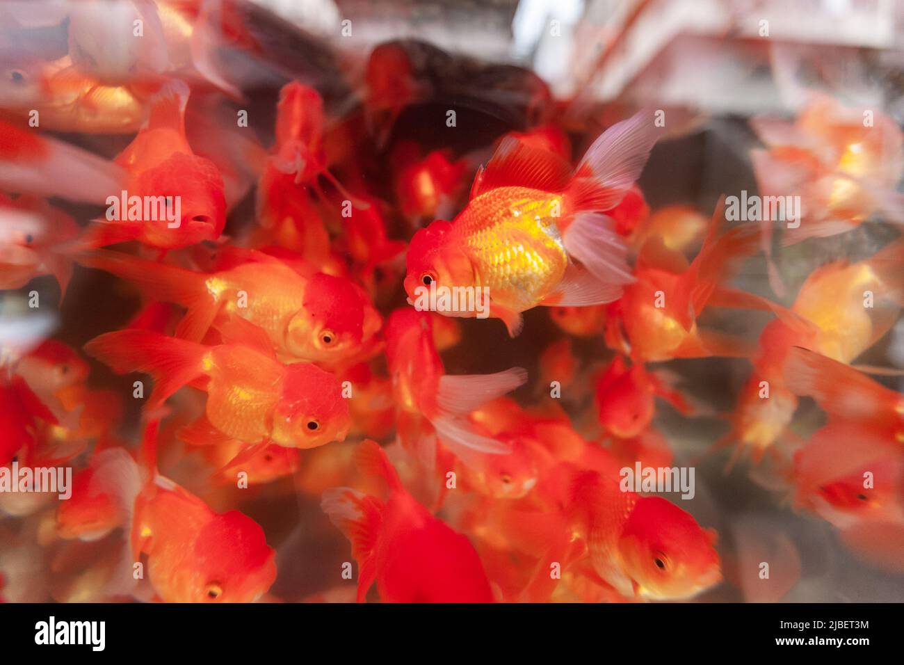 Different fish tanks hi-res stock photography and images - Alamy