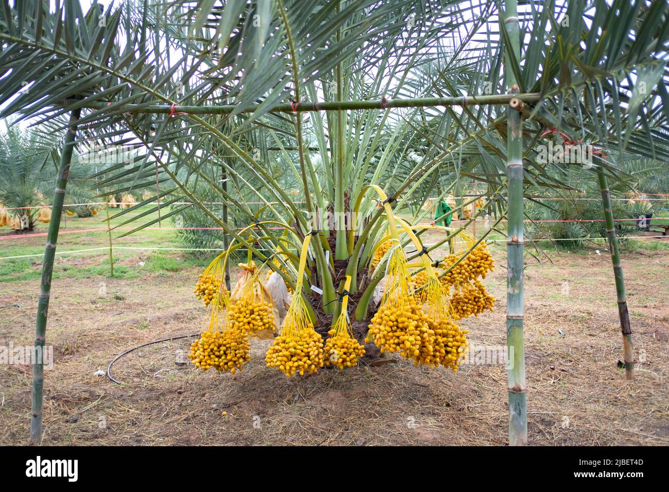 branches of date palms on palm tree in plantation in Thailand Stock ...