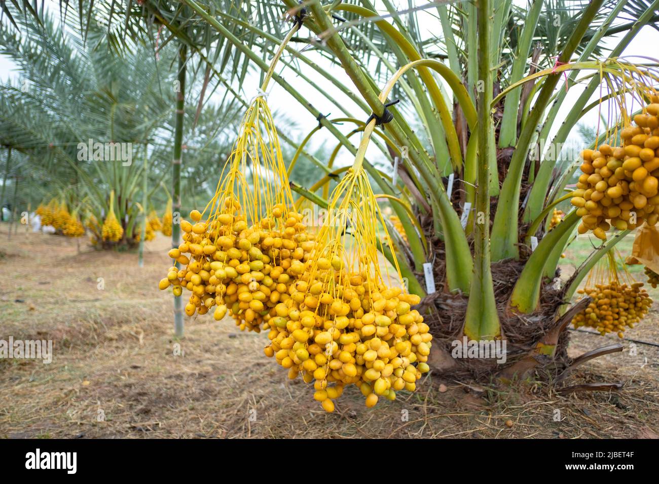 branches of date palms on palm tree in plantation in Thailand Stock ...