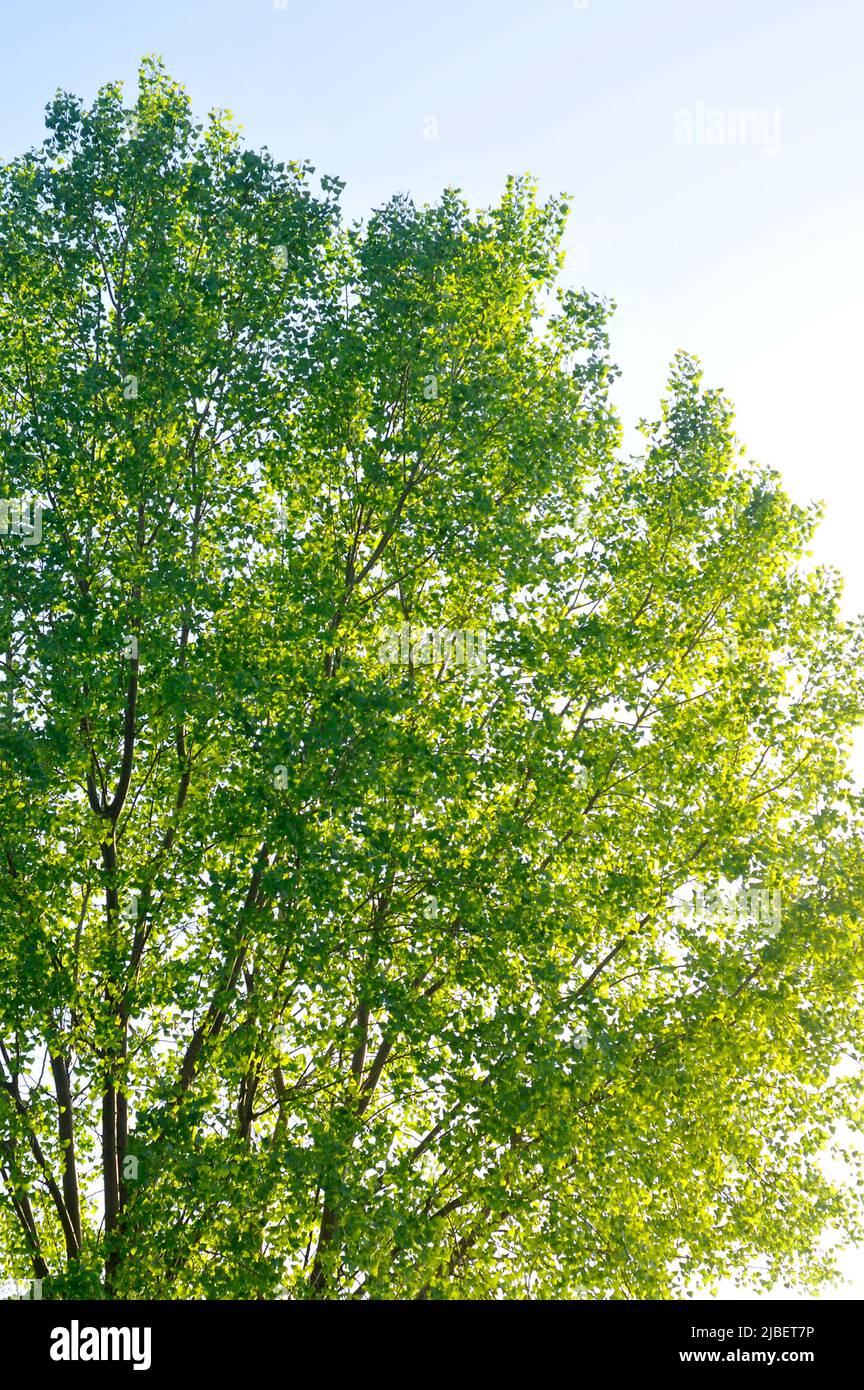 Cottonwood tree hi-res stock photography and images - Alamy