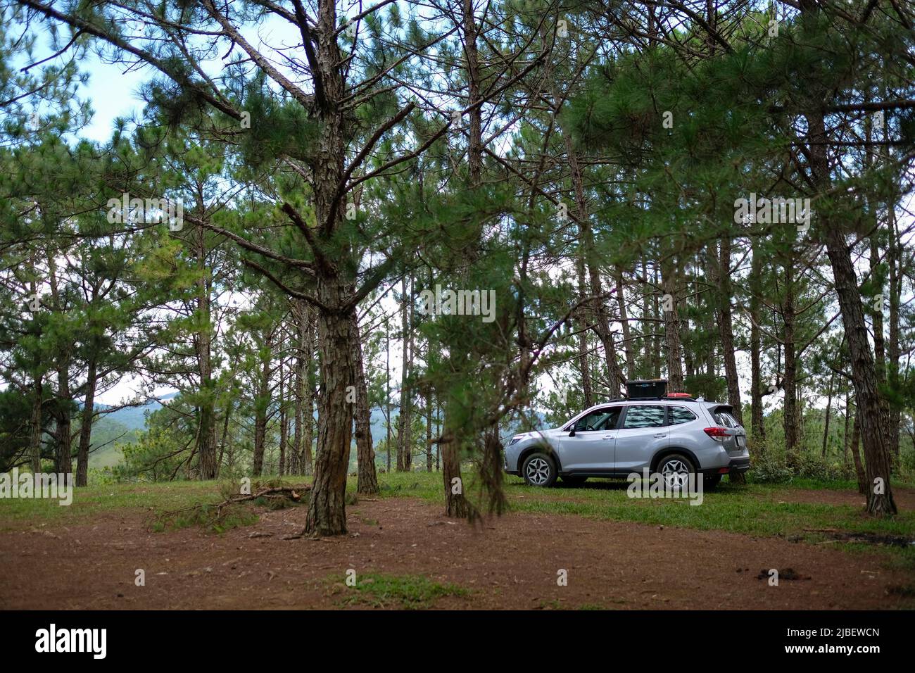 Relaxing nature in the pine forest with Subaru Forester. Camping and ...