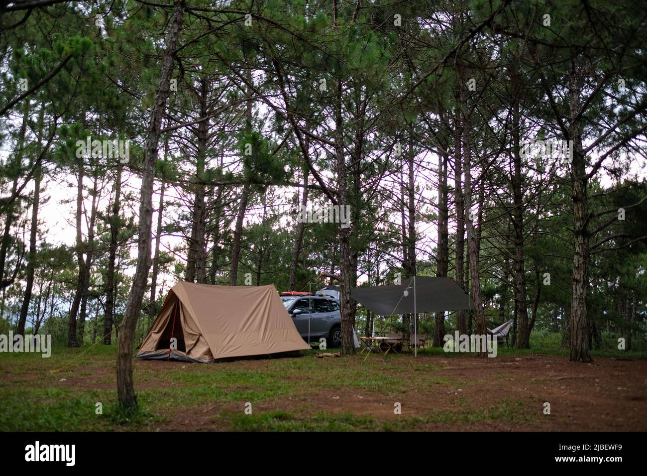 Relaxing nature in the pine forest with Subaru Forester. Camping and ...