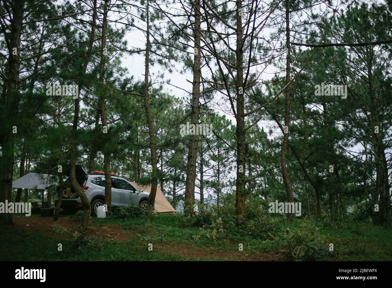 Relaxing nature in the pine forest with Subaru Forester. Camping and ...