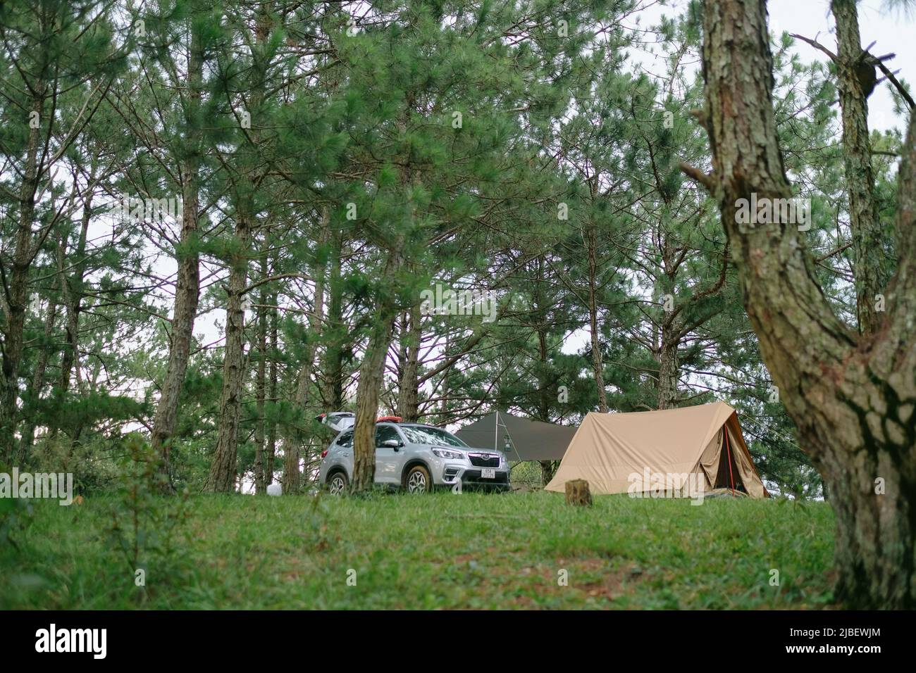 Relaxing nature in the pine forest with Subaru Forester. Camping and ...