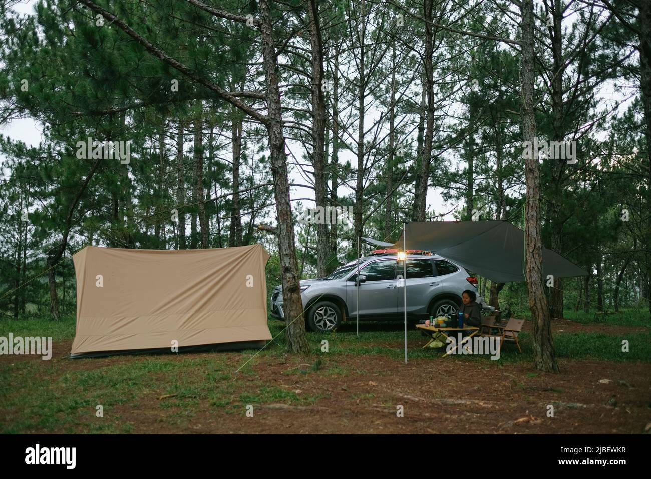 Relaxing nature in the pine forest with Subaru Forester. Camping and ...