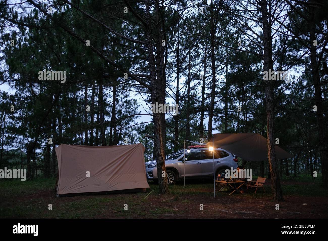 Relaxing nature in the pine forest with Subaru Forester. Camping and ...