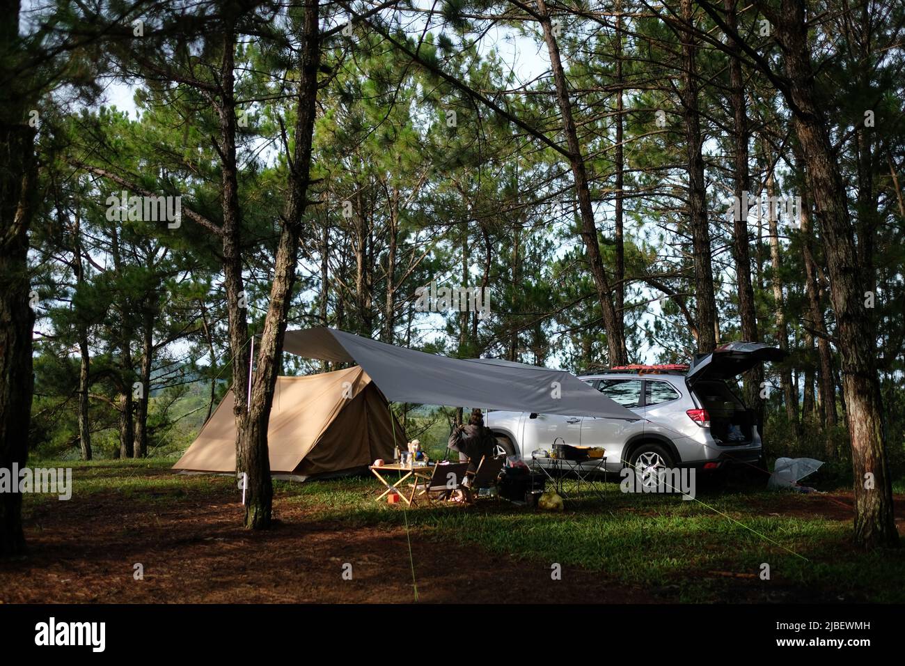 Relaxing nature in the pine forest with Subaru Forester. Camping and ...