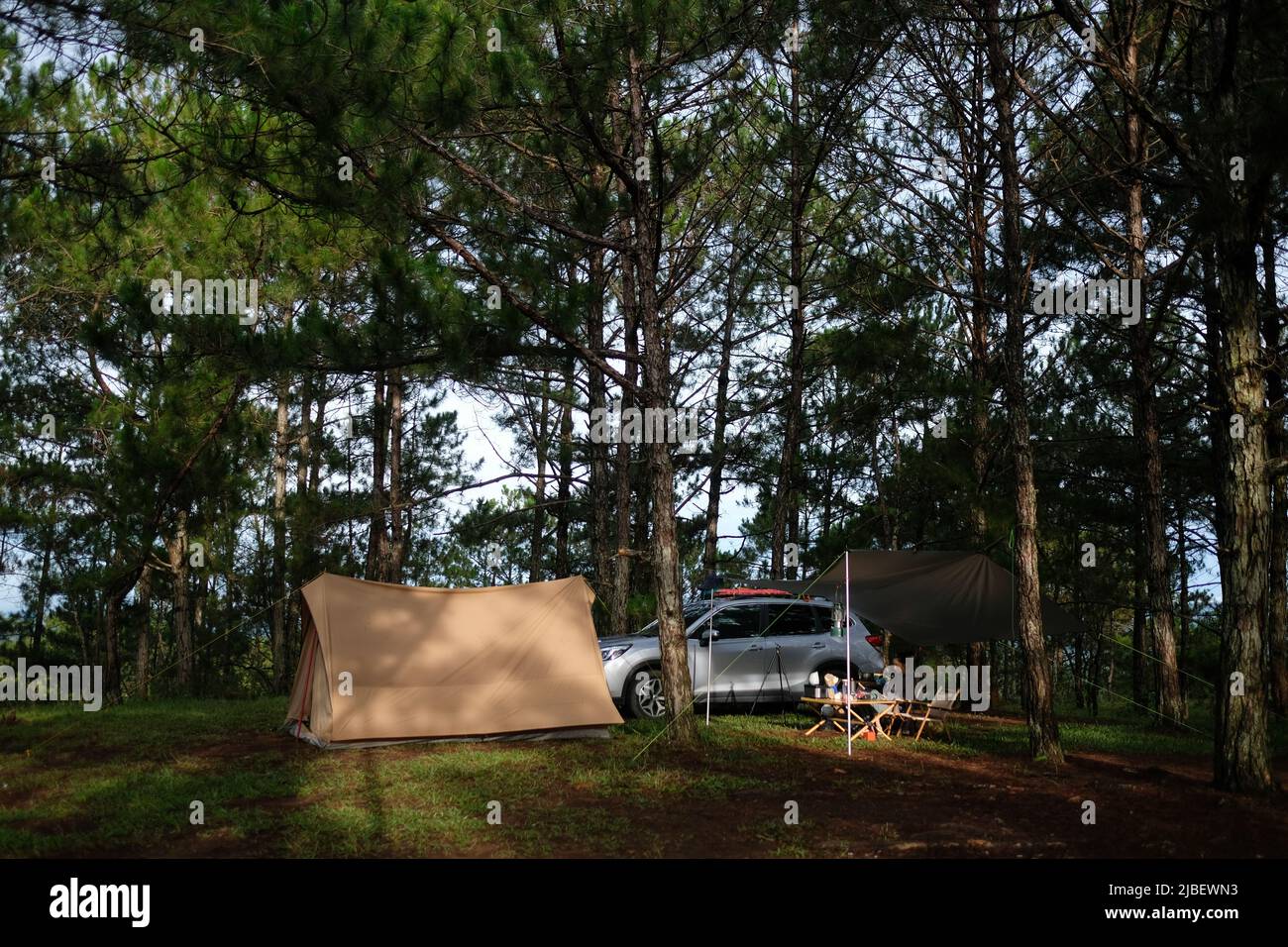 Relaxing nature in the pine forest with Subaru Forester. Camping and ...