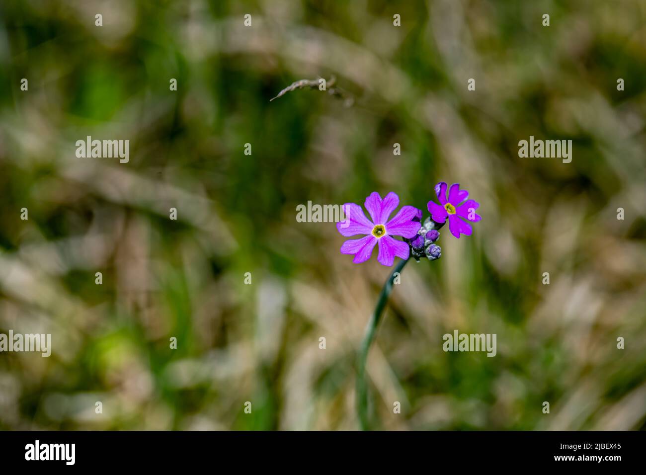 Primula farinosa in forest garden hi-res stock photography and images ...