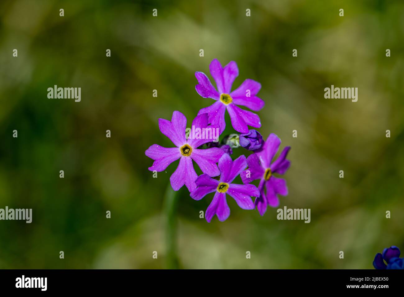 Primula farinosa in forest garden hi-res stock photography and images ...