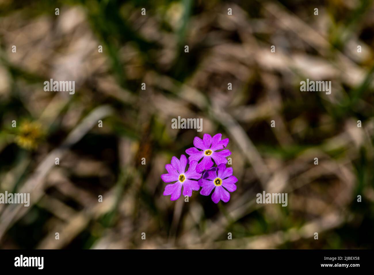 Primula farinosa in forest garden hi-res stock photography and images ...