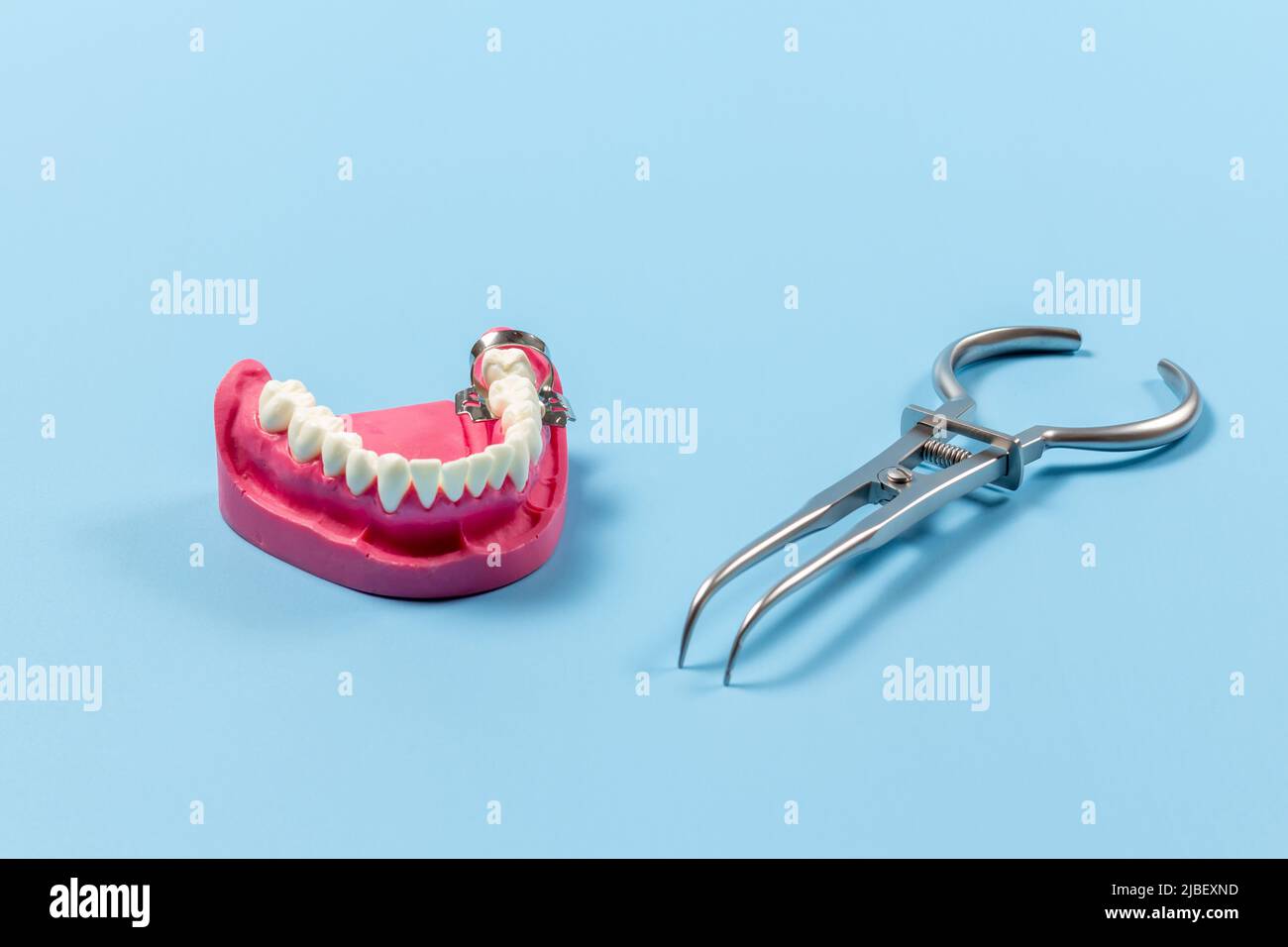 Layout of the human jaw with a clamp and a rubber dam clamp forceps on ...