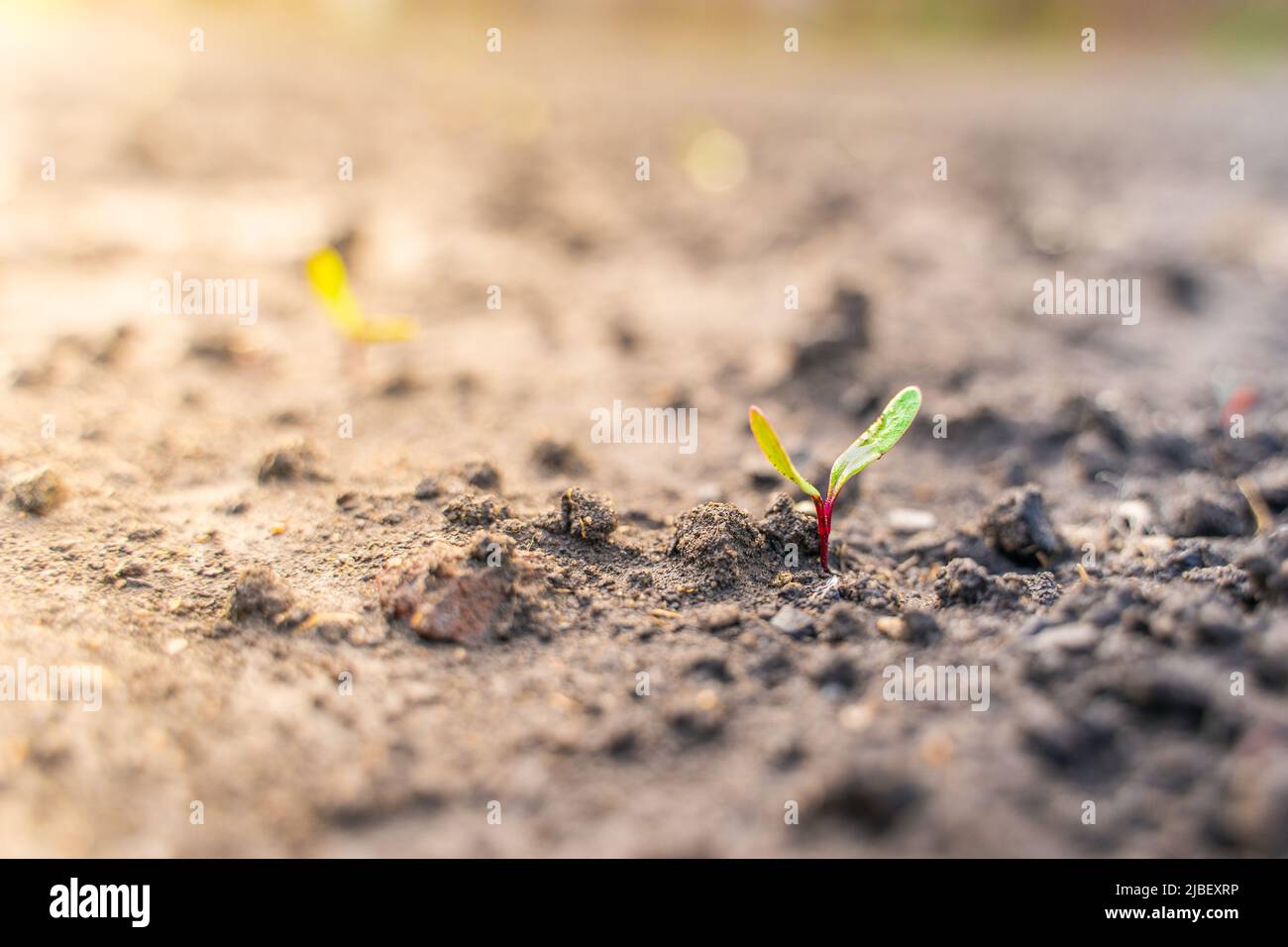The first beetroot sprout with green leaves close-up in the soil on the ...