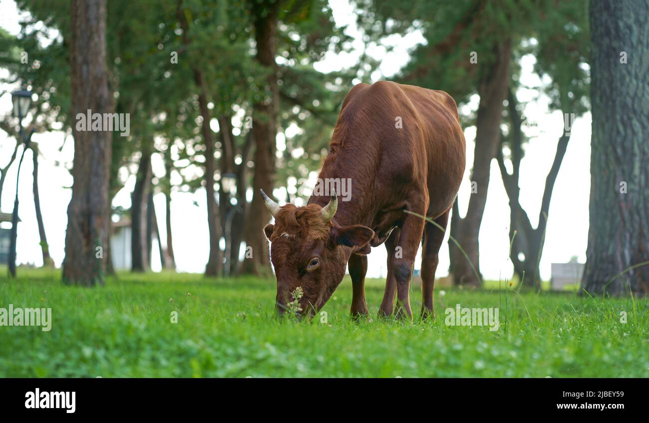 Eating beef meet hi-res stock photography and images - Alamy