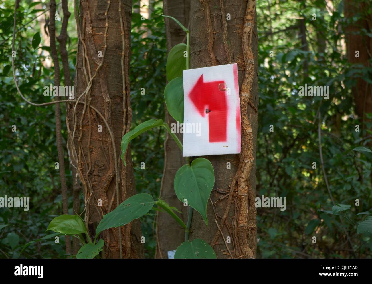 Turn left sign on the tree for the trail running athletes Stock Photo ...