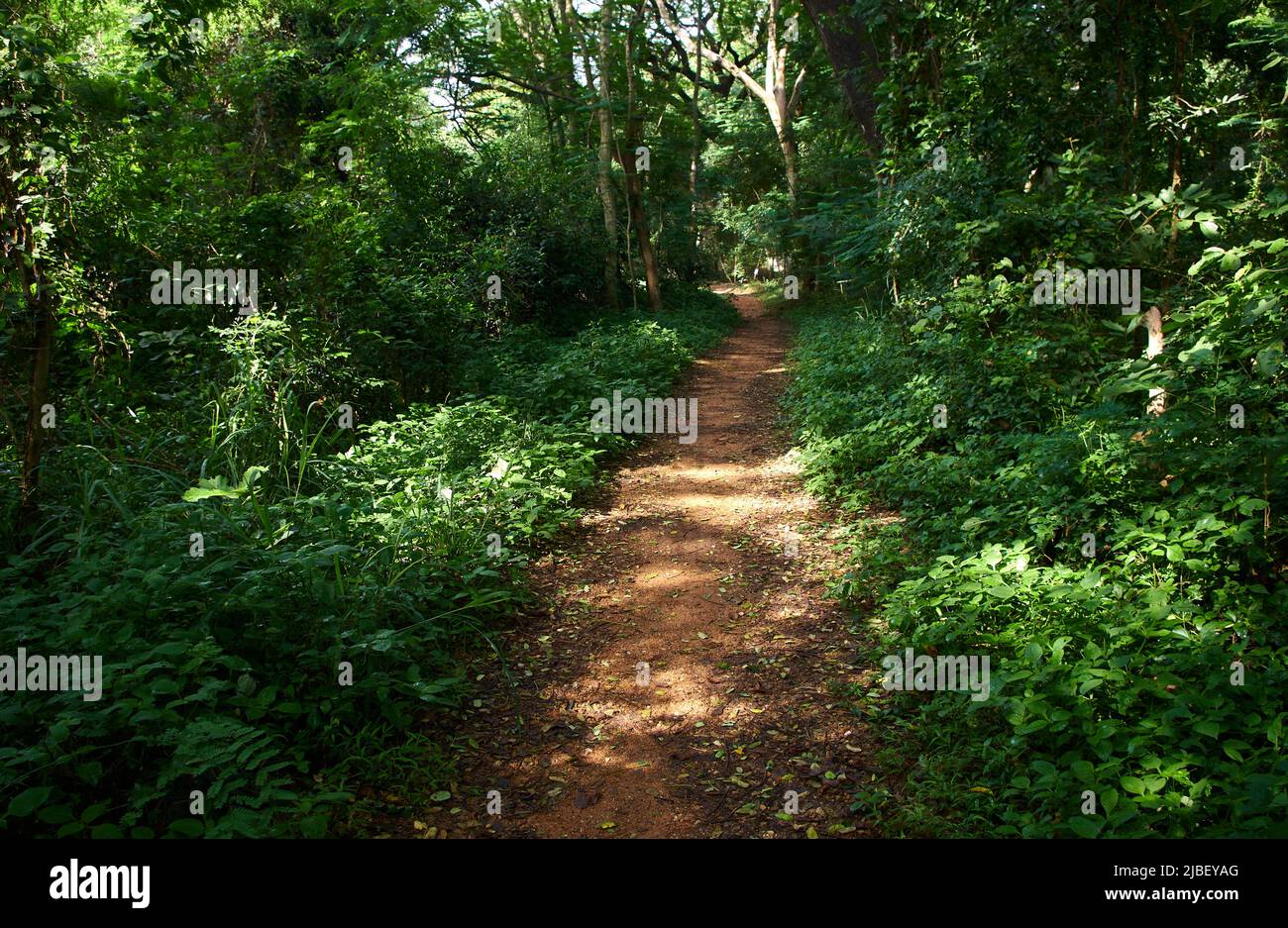 Dirt path in the forest Stock Photo - Alamy