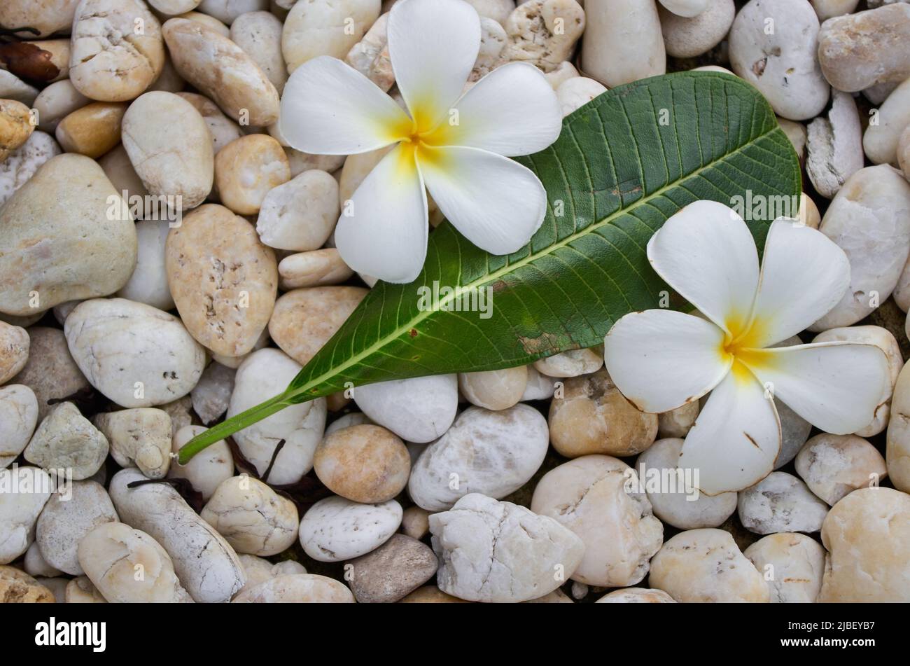 Beautiful plumeria flowers pebble hi-res stock photography and images ...