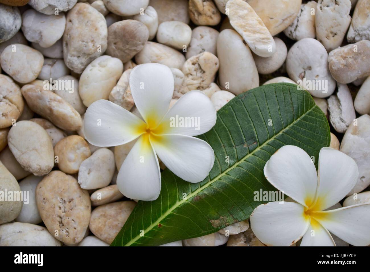 Beautiful plumeria flowers pebble hi-res stock photography and images ...