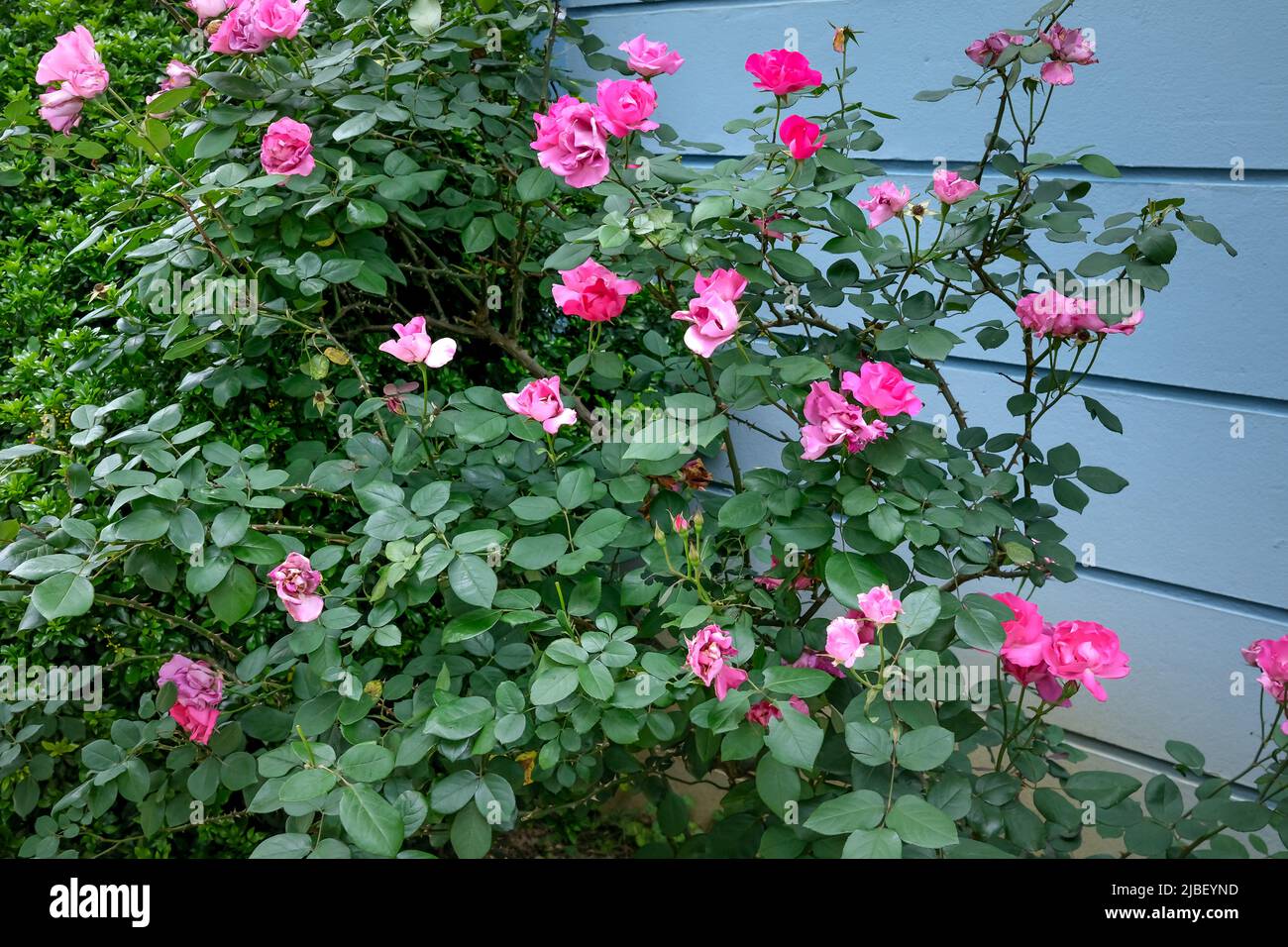 Rose bushes in the garden Stock Photo - Alamy