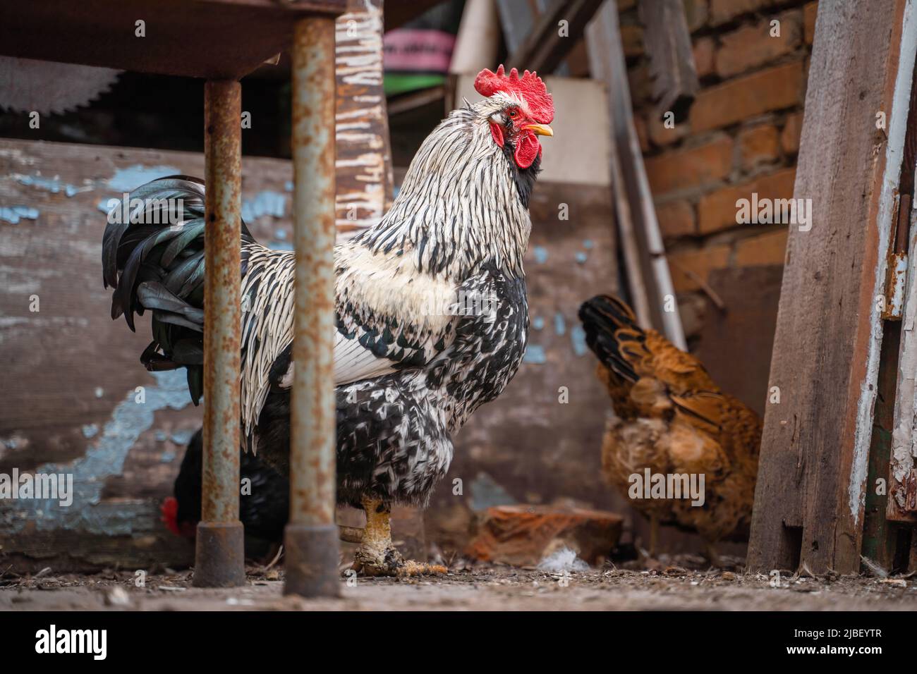 Big red rooster hi-res stock photography and images - Alamy