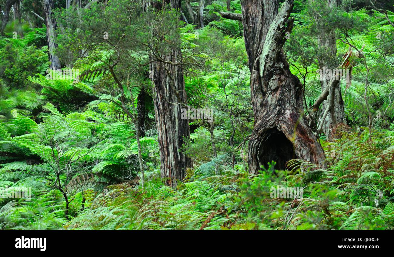 Tree ferns australia hi-res stock photography and images - Alamy