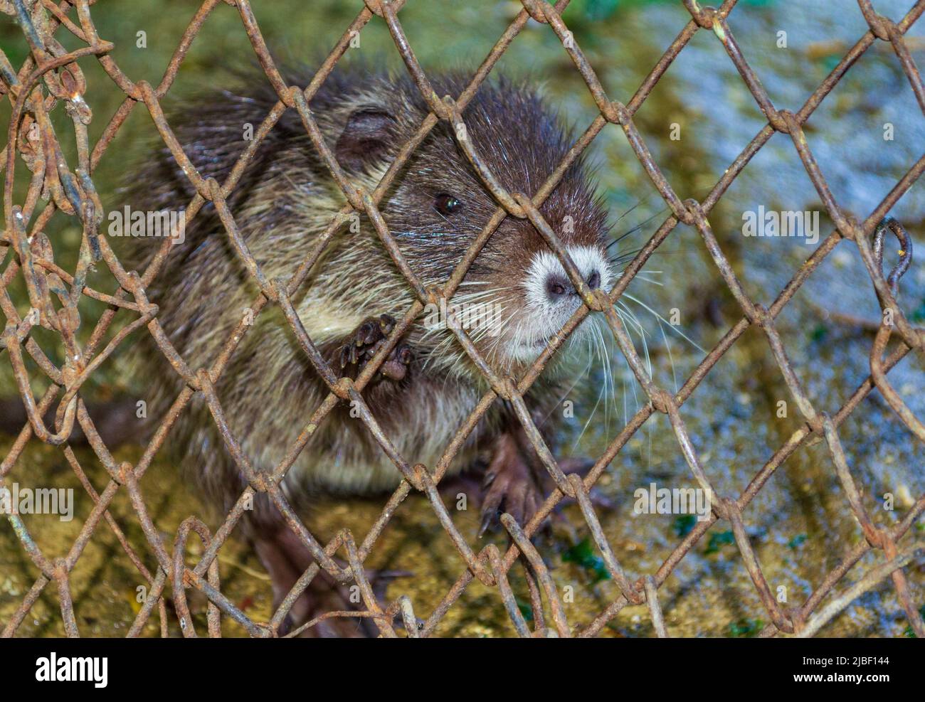 Beaver in Varna city Zoo,Bulgaria.The Eurasian beaver (Castor fiber) or ...