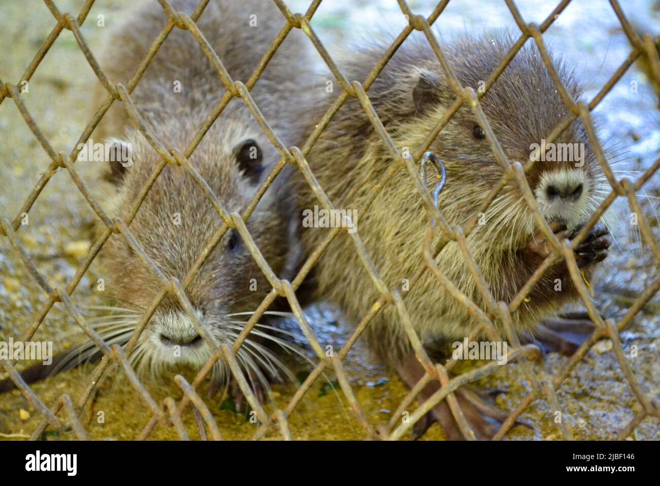 Beaver in Varna city Zoo,Bulgaria.The Eurasian beaver (Castor fiber) or ...
