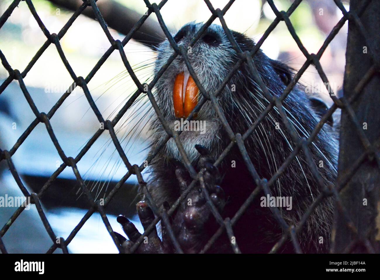 Beaver in Varna city Zoo,Bulgaria.The Eurasian beaver (Castor fiber) or ...