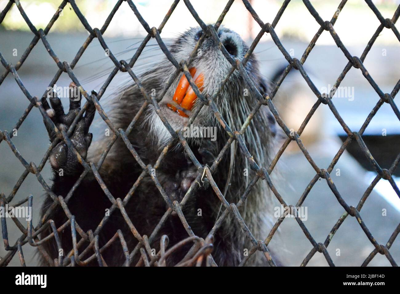 Beaver in Varna city Zoo,Bulgaria.The Eurasian beaver (Castor fiber) or ...