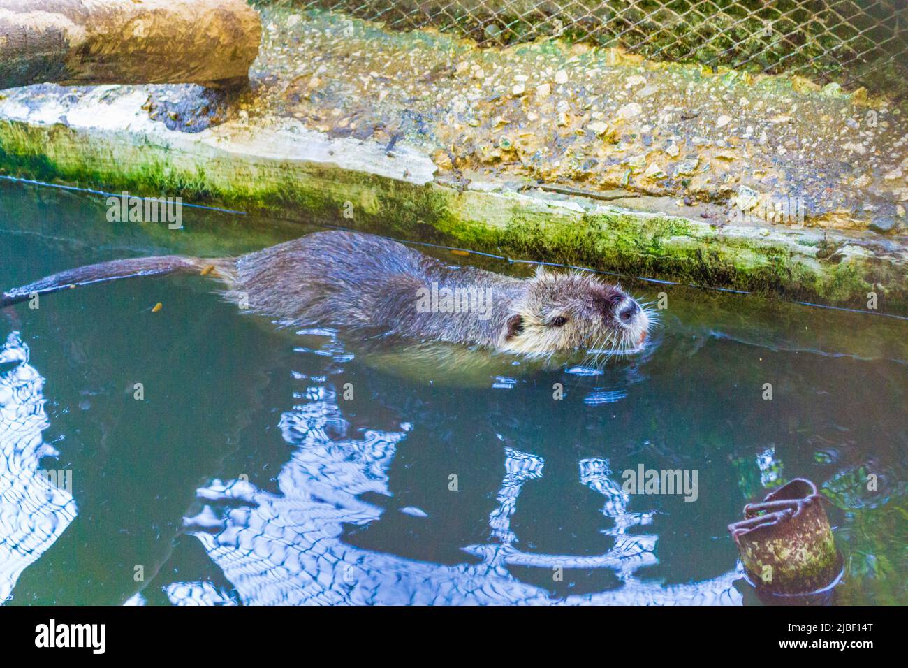 Beaver in Varna city Zoo,Bulgaria.The Eurasian beaver (Castor fiber) or ...