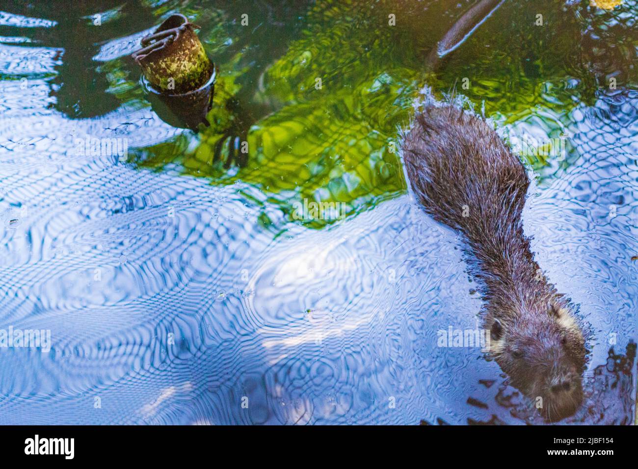 Beaver in Varna city Zoo,Bulgaria.The Eurasian beaver (Castor fiber) or ...