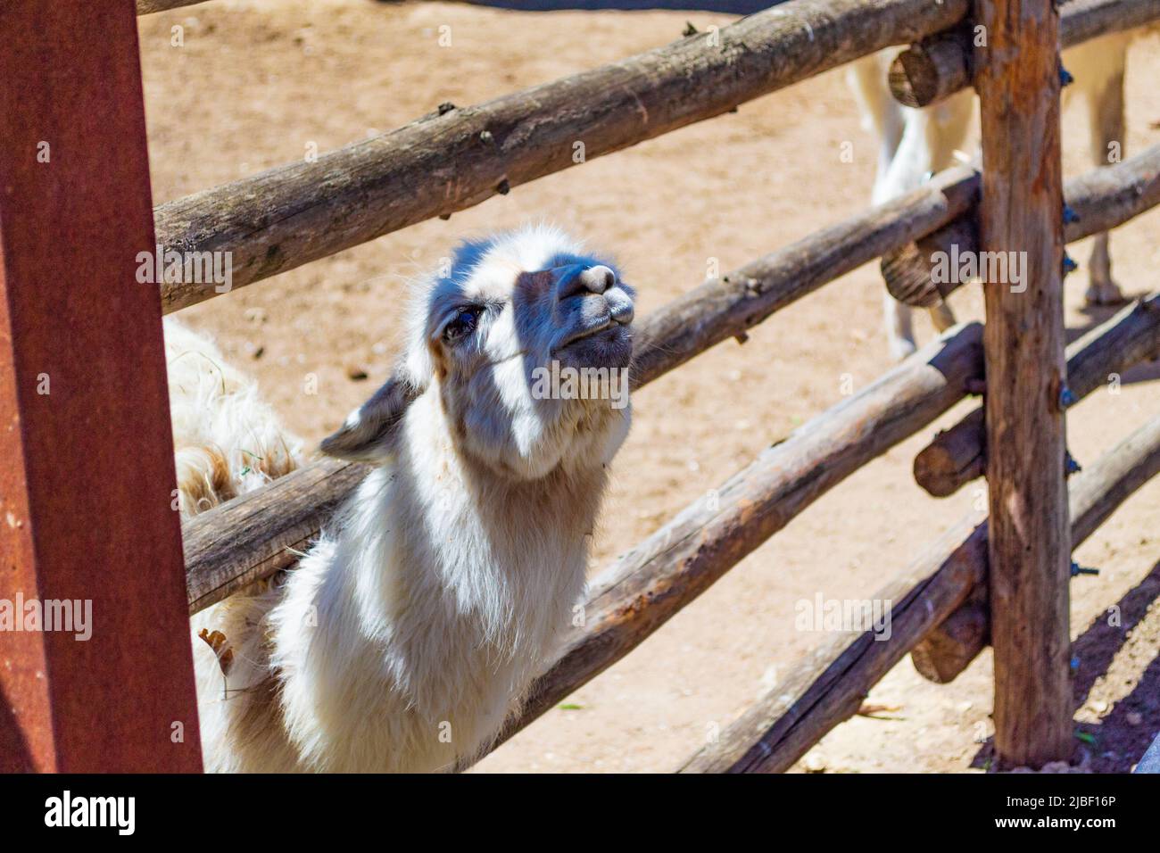 a llama looking through the fence of Varna Zoo,Bulgarai.The llama is a ...