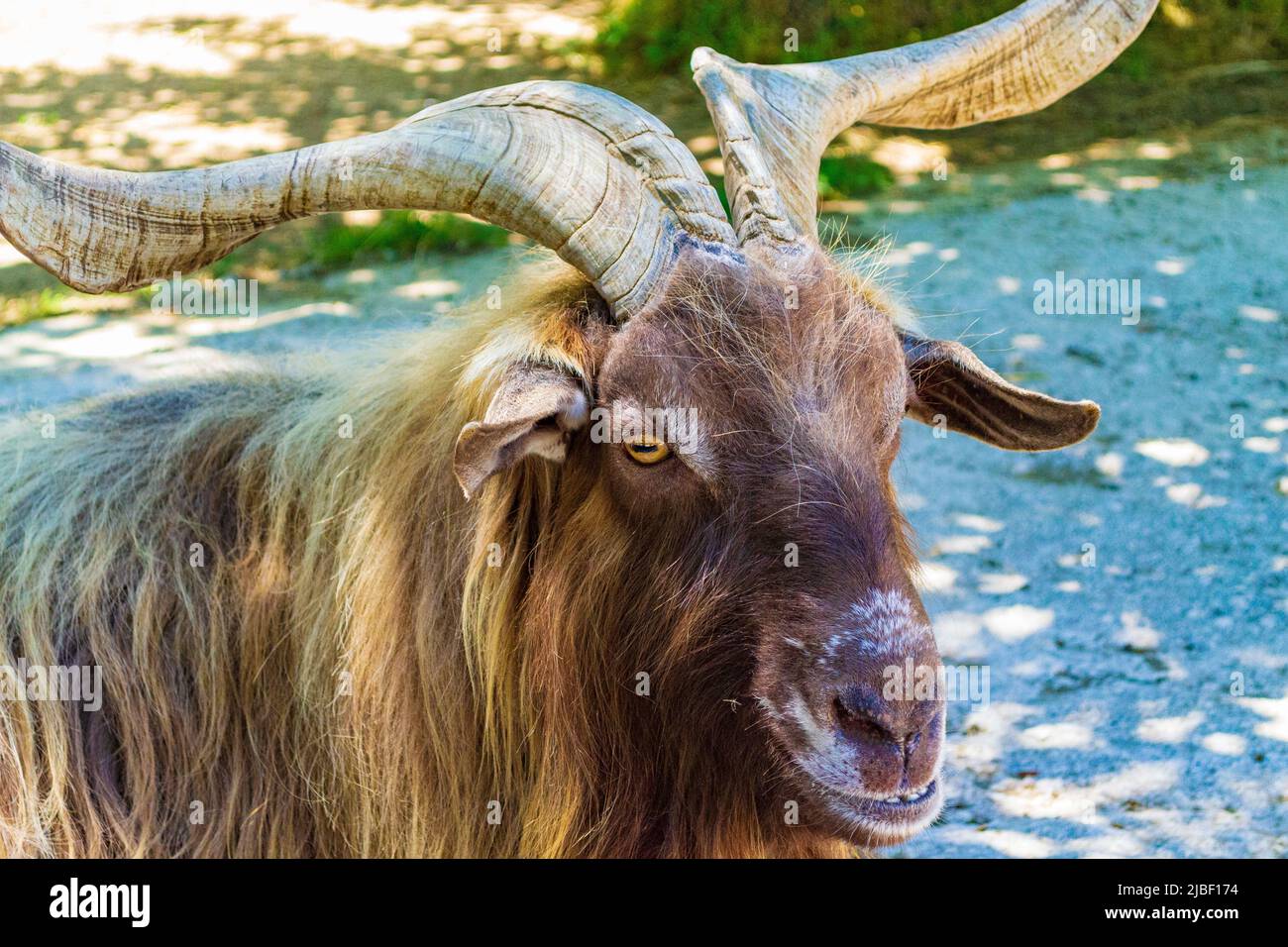 goats in their place at Varna Zoo,Bulgaria.The species is widest ...