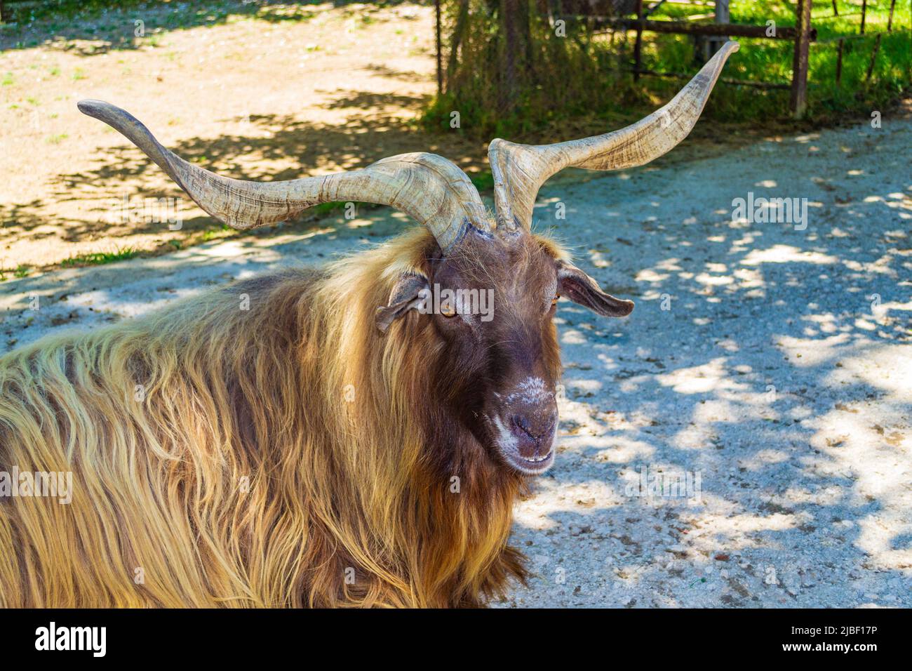 goats in their place at Varna Zoo,Bulgaria.The species is widest ...