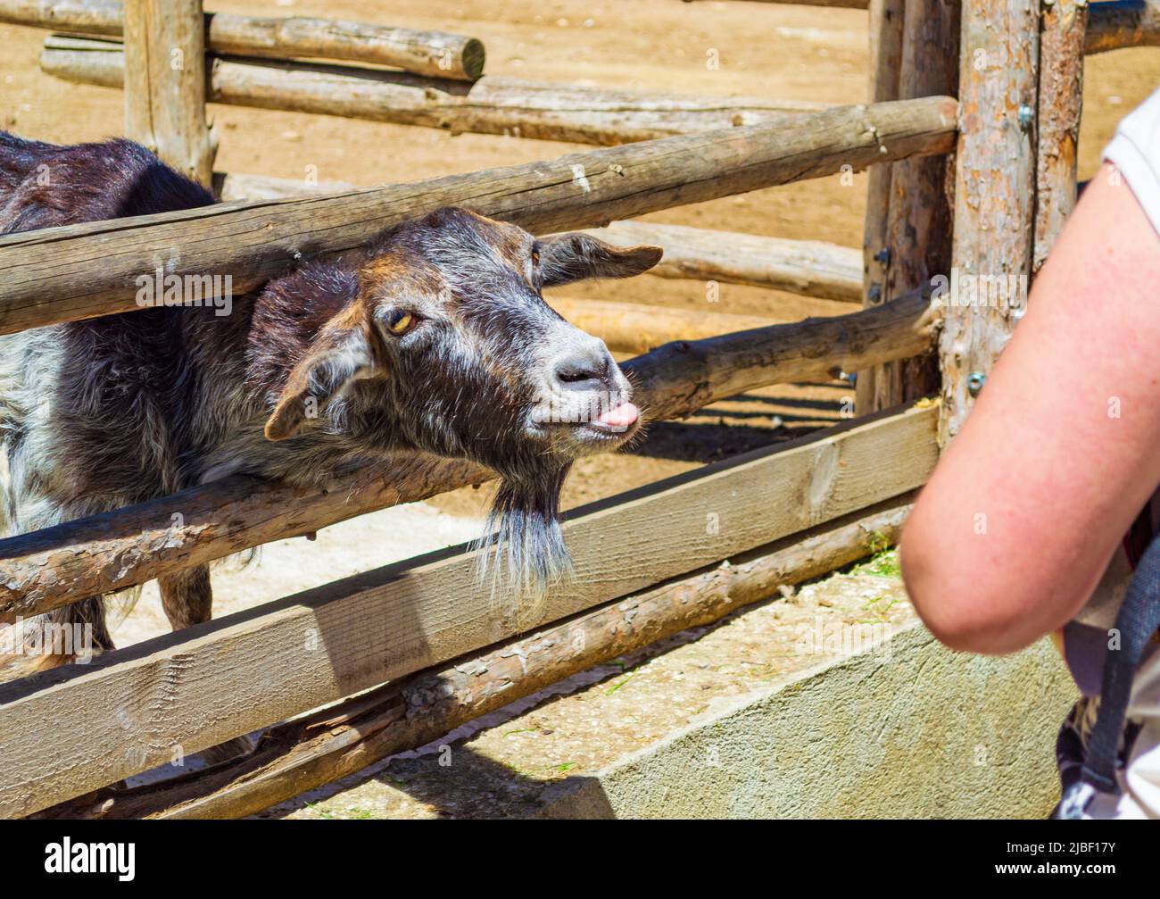 goats in their place at Varna Zoo,Bulgaria.The species is widest ...