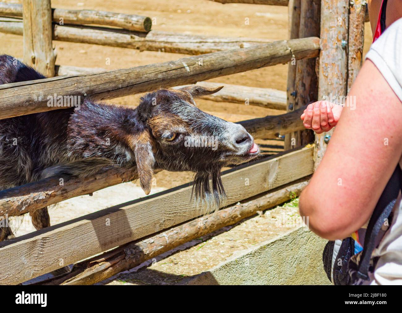 goats in their place at Varna Zoo,Bulgaria.The species is widest ...