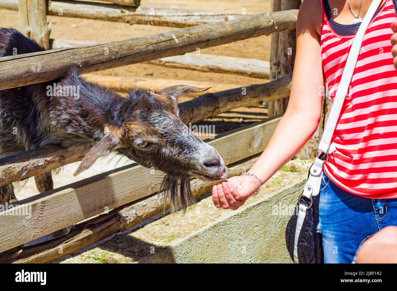 goats in their place at Varna Zoo,Bulgaria.The species is widest ...
