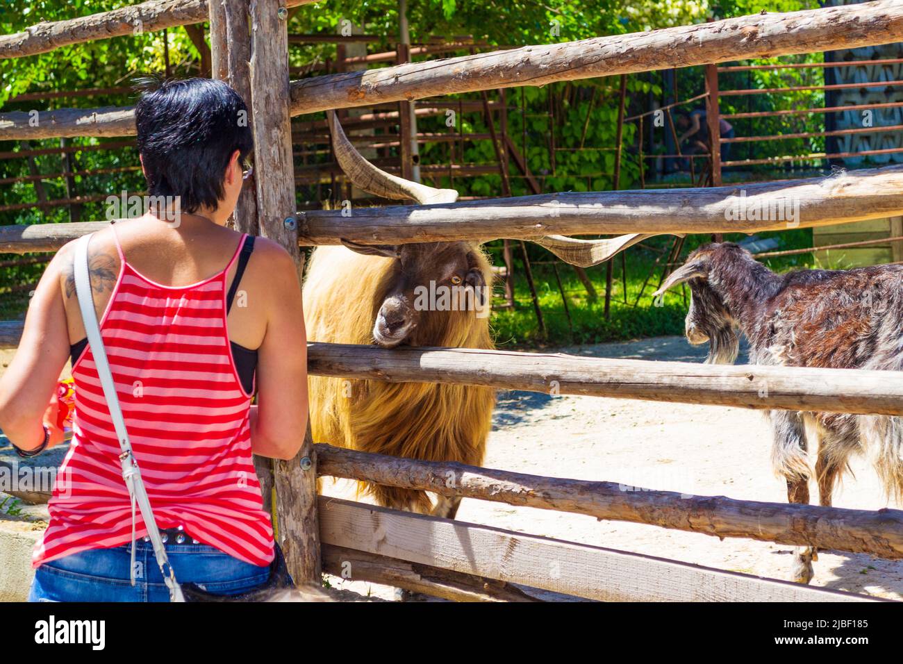 goats in their place at Varna Zoo,Bulgaria.The species is widest ...